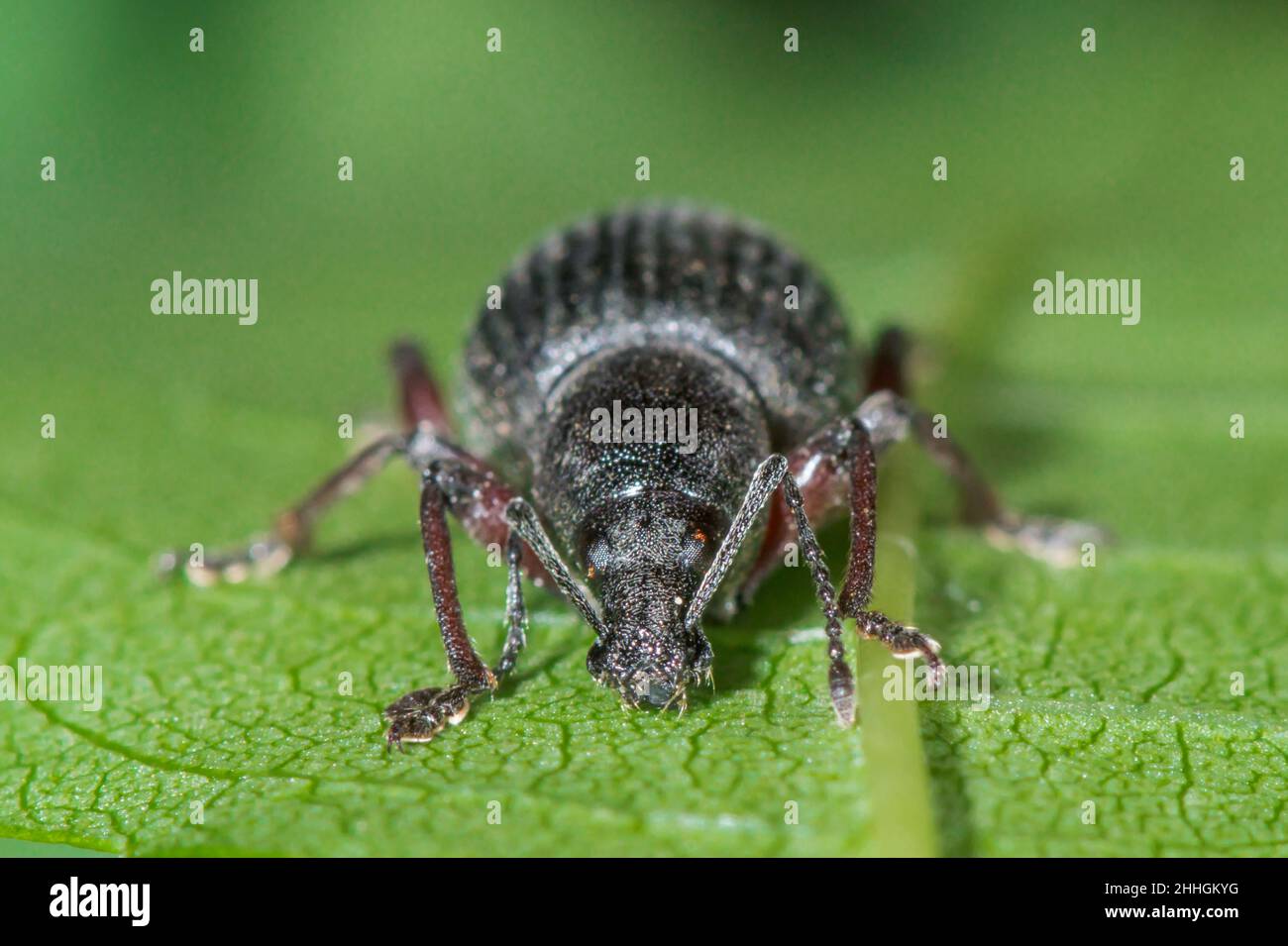 Head of Red legged Weevil (Otiorhynchus (clavipes) tenebricosus ...