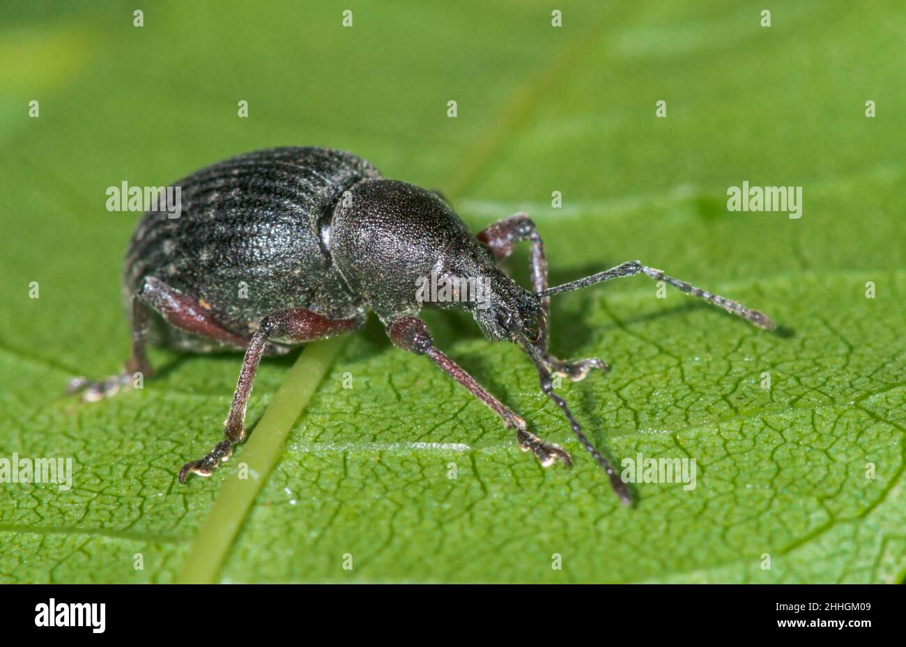 Red legged Weevil (Otiorhynchus (clavipes) tenebricosus), Curculionidae ...