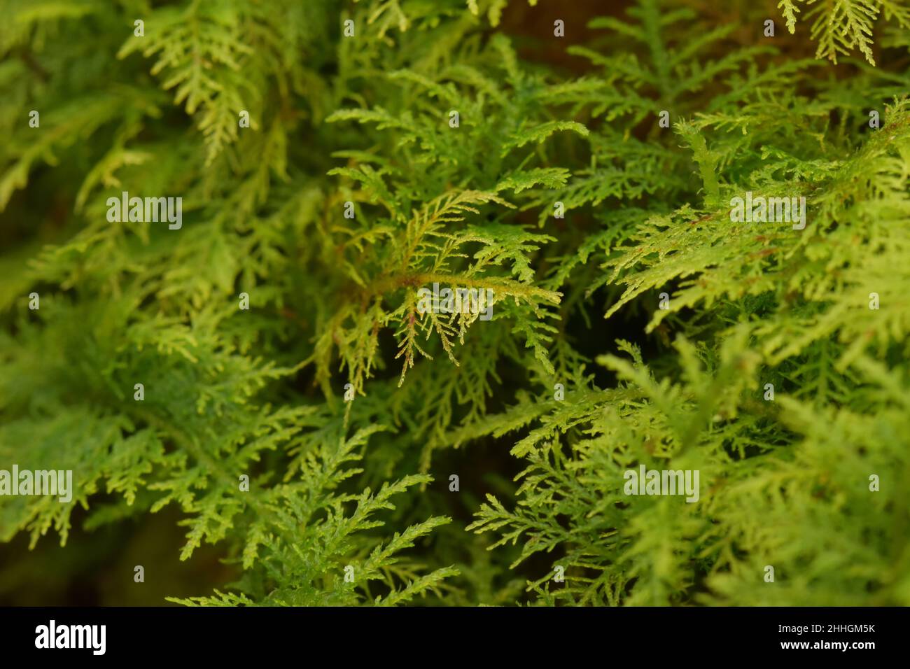 Tamerisk hi-res stock photography and images - Alamy