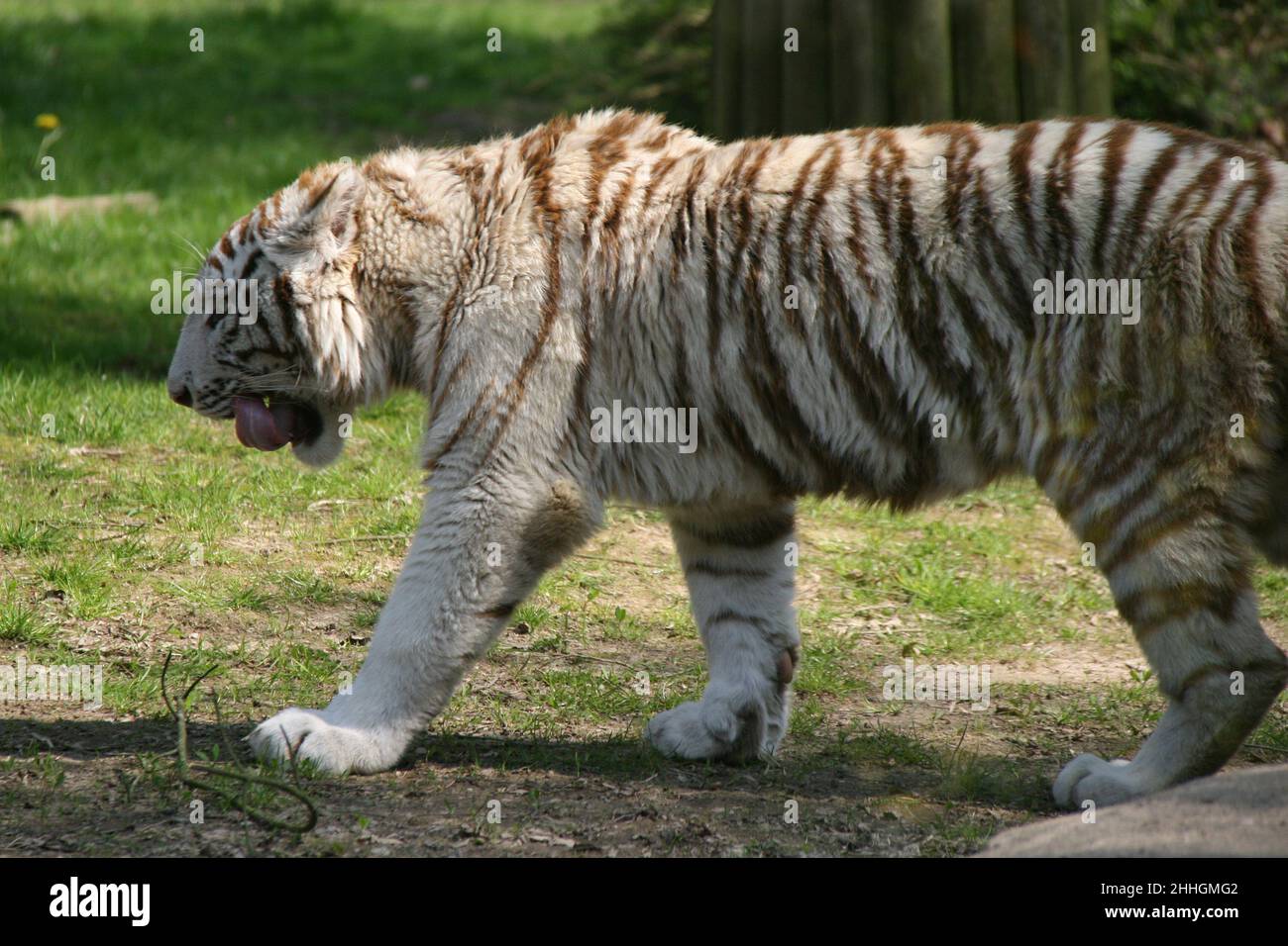 white tiger in a zoo in france Stock Photo - Alamy