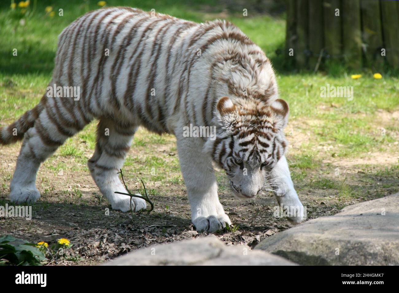 white tiger in a zoo in france Stock Photo - Alamy