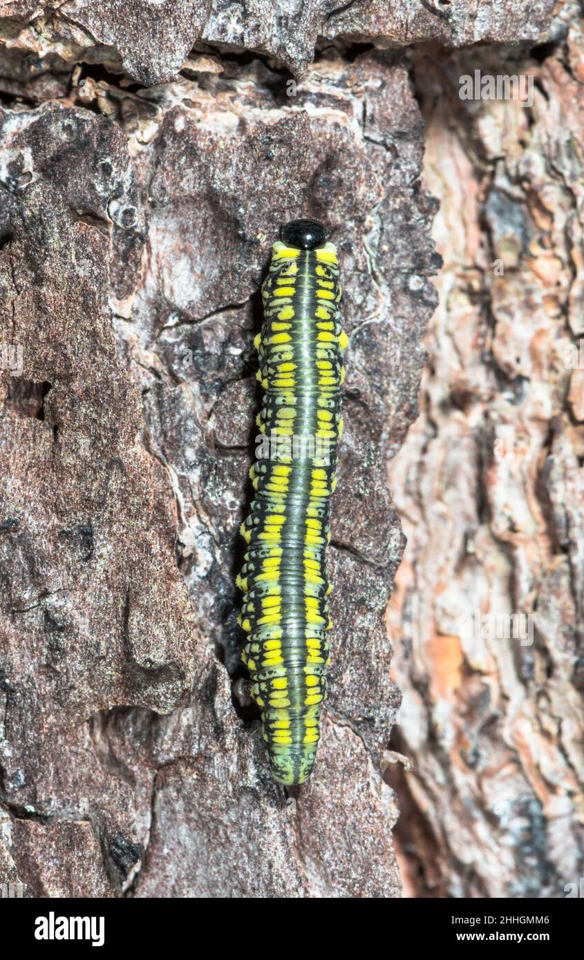 Scarce Pine Sawfly (Diprion similis) Larva on Pine Tree, Diprionidae ...