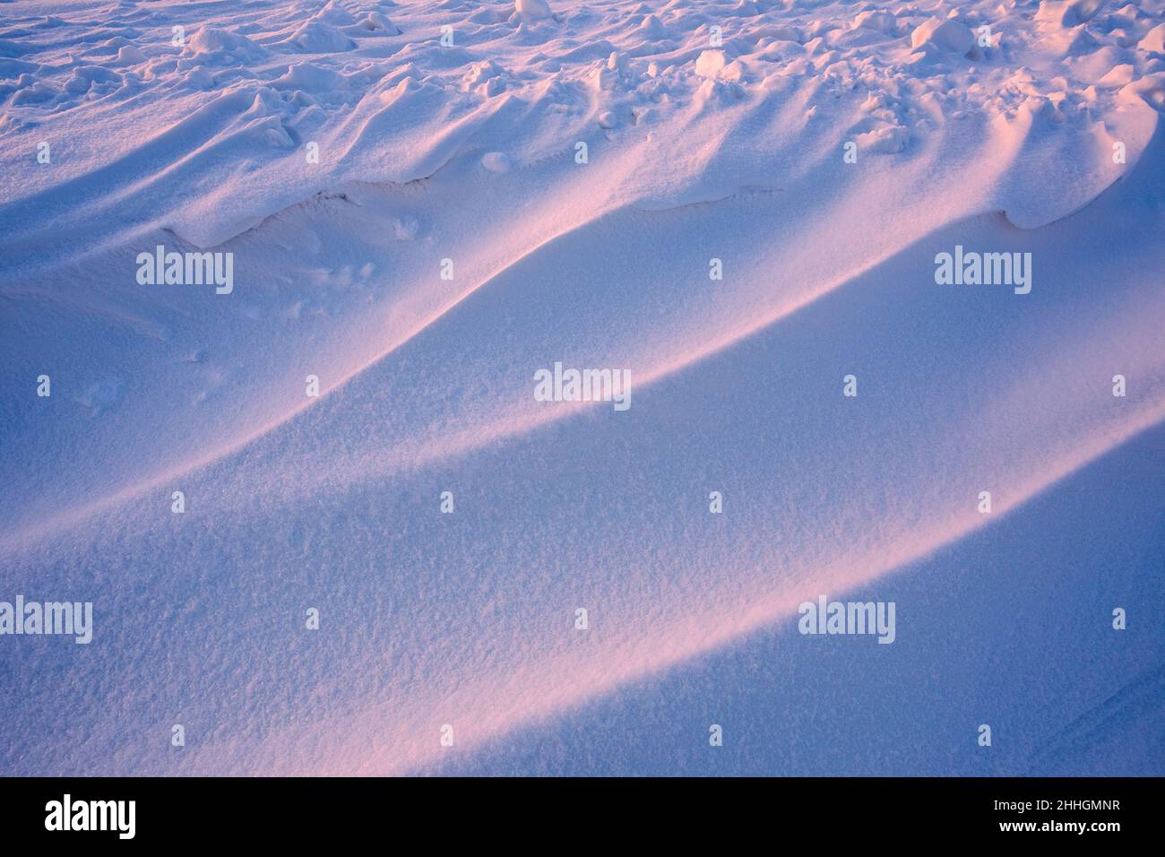 Snowdrift waves in sunset light, purple evening light at winter with a ...