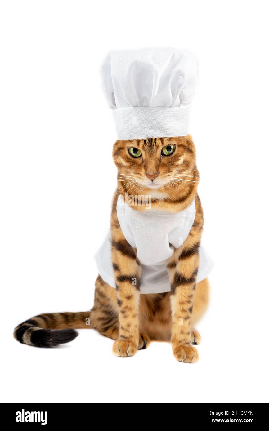 Cat chef stands on a white background in the studio Stock Photo - Alamy