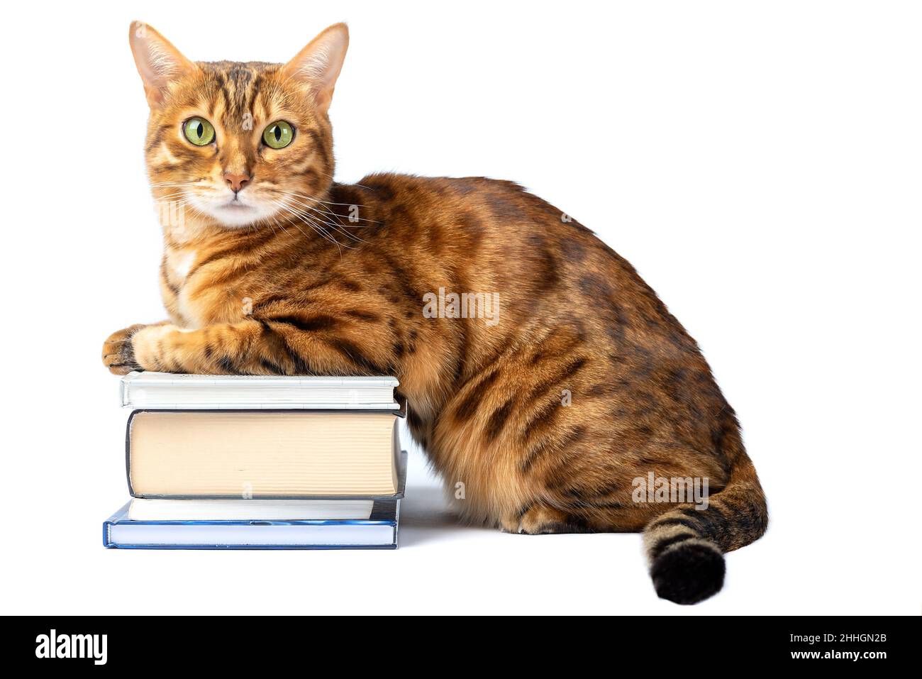 Red domestic cat is resting on a stack of books on a white background ...