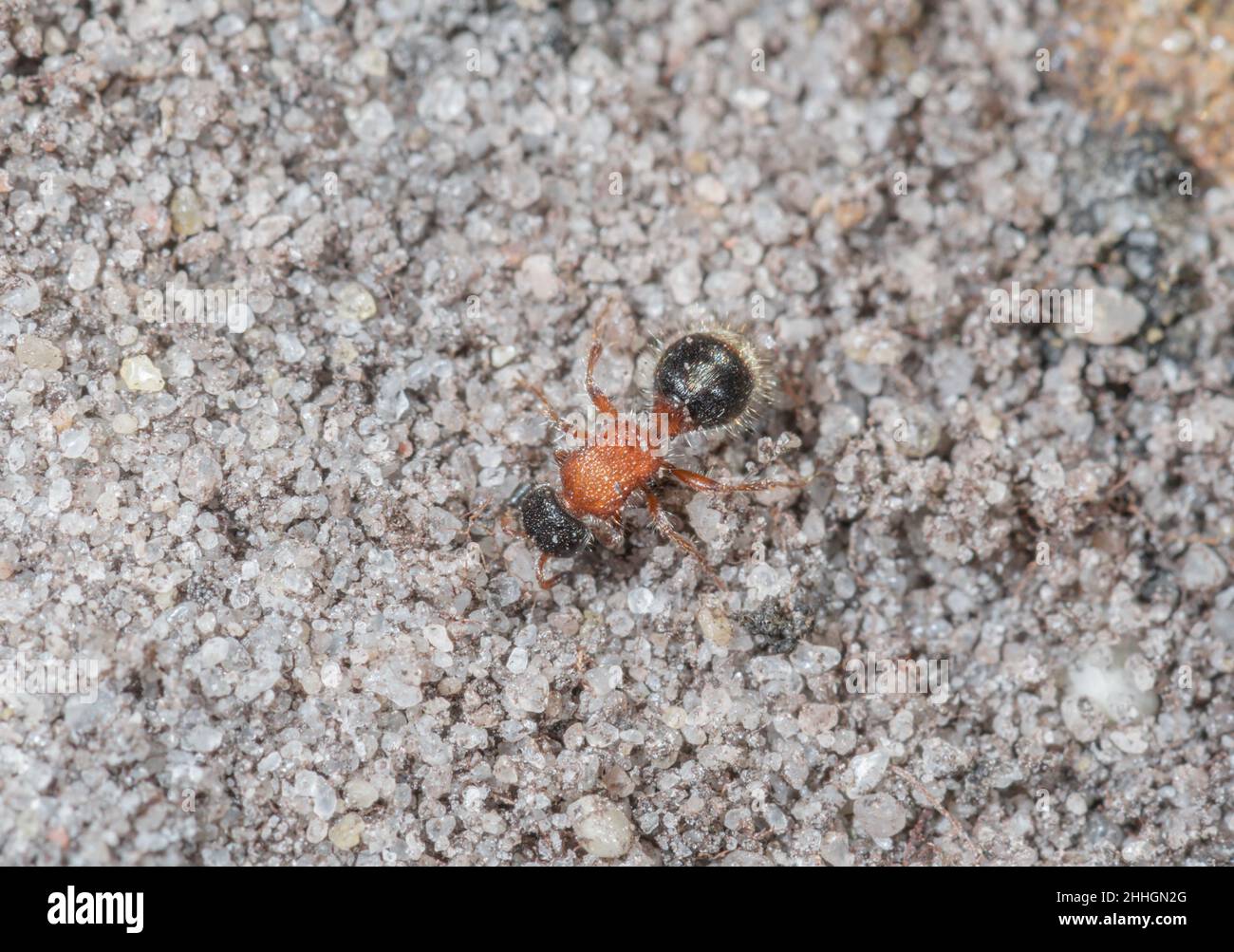 Small Velvet Ant Female (Smicromyrme rufipes), Mutillidae. Sussex, UK ...