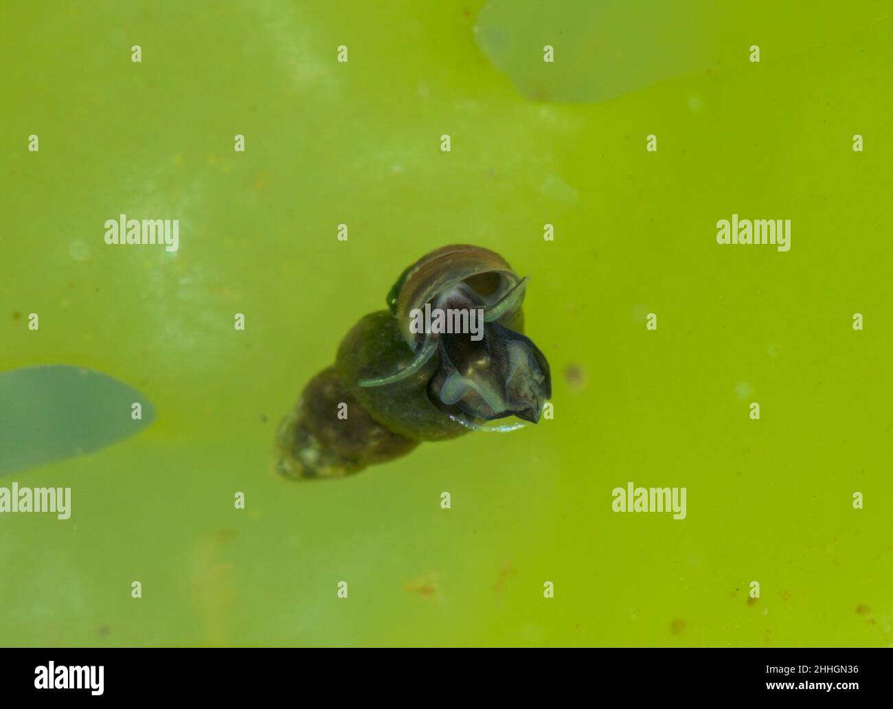 Ecrobia ventrosa hi-res stock photography and images - Alamy