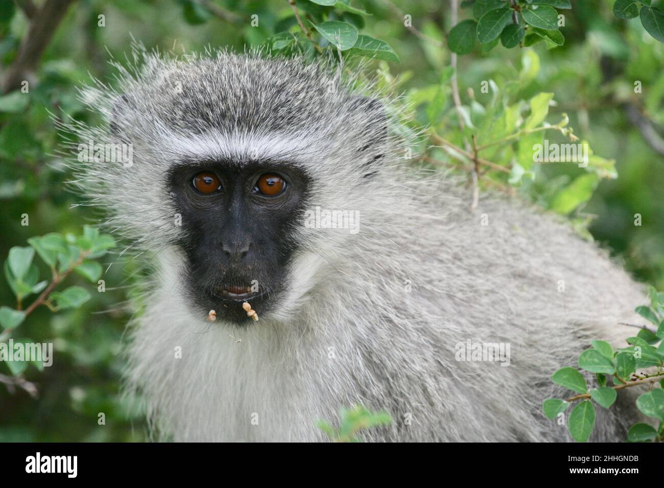 Vervet Monkey Face Stock Photo - Alamy