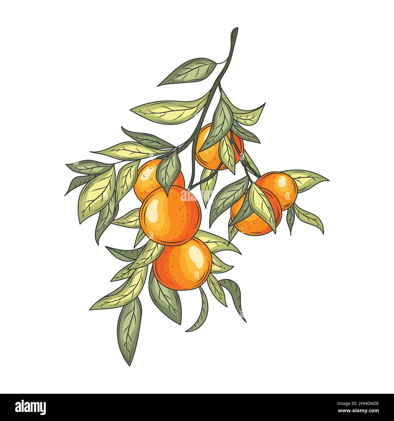 Mandarin Branches Vector Illustration. Botanical Vintage Fruits Stock ...