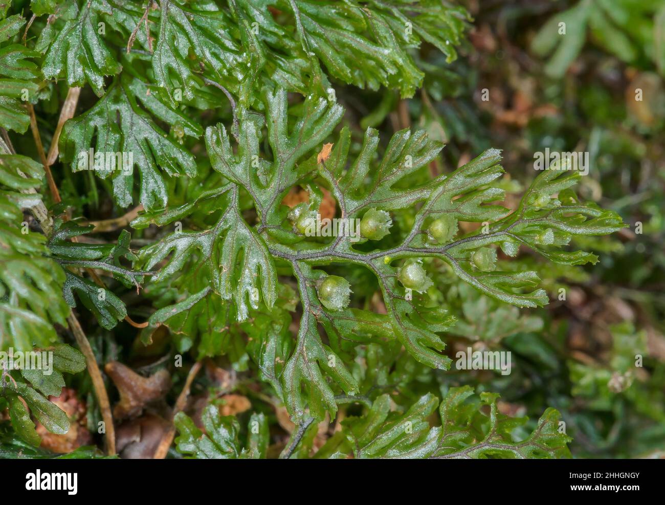 Frond of Tunbridge Filmy Fern (Hymenophyllum tunbrigense ...
