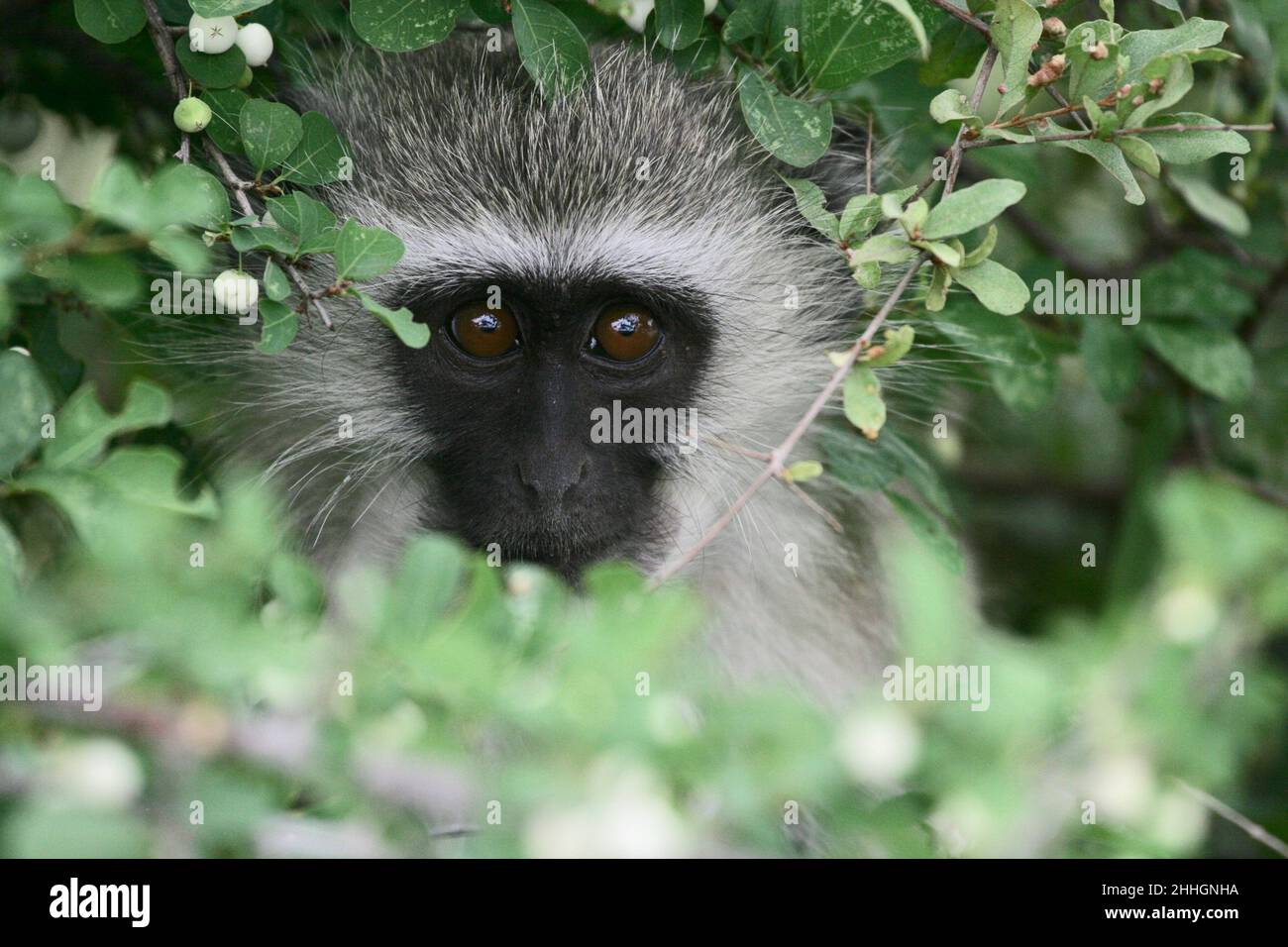 Vervet Monkey Face Stock Photo - Alamy