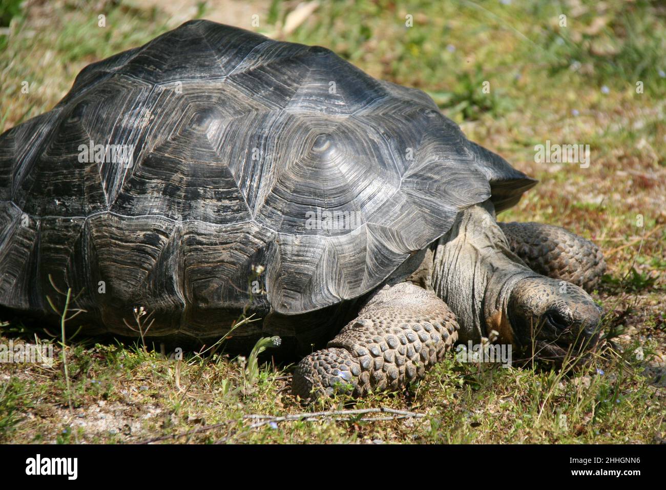 turtle in a zoo in france Stock Photo - Alamy
