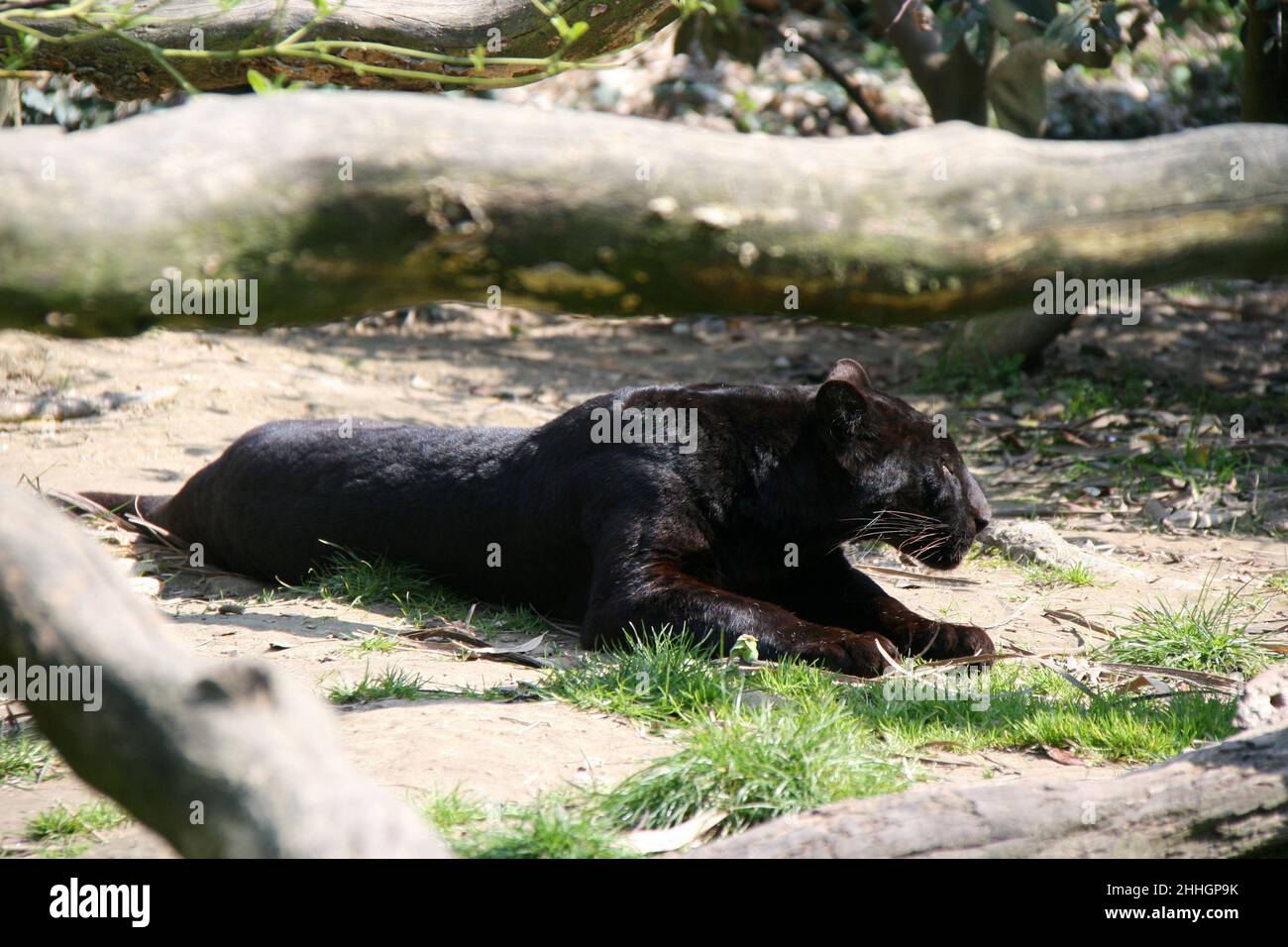 black panther in a zoo in france Stock Photo - Alamy
