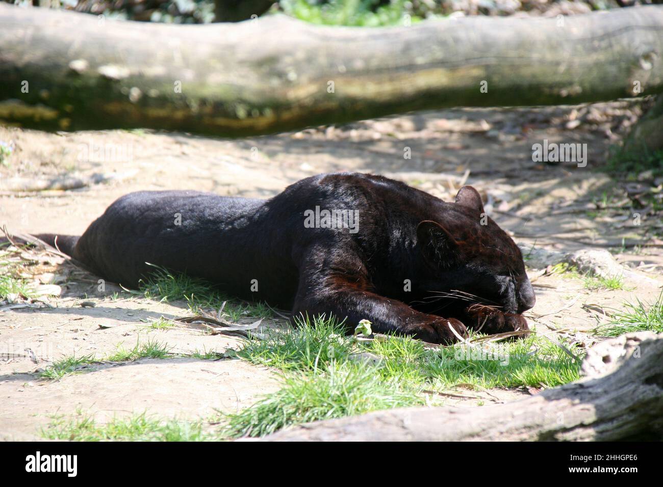 black panther in a zoo in france Stock Photo - Alamy