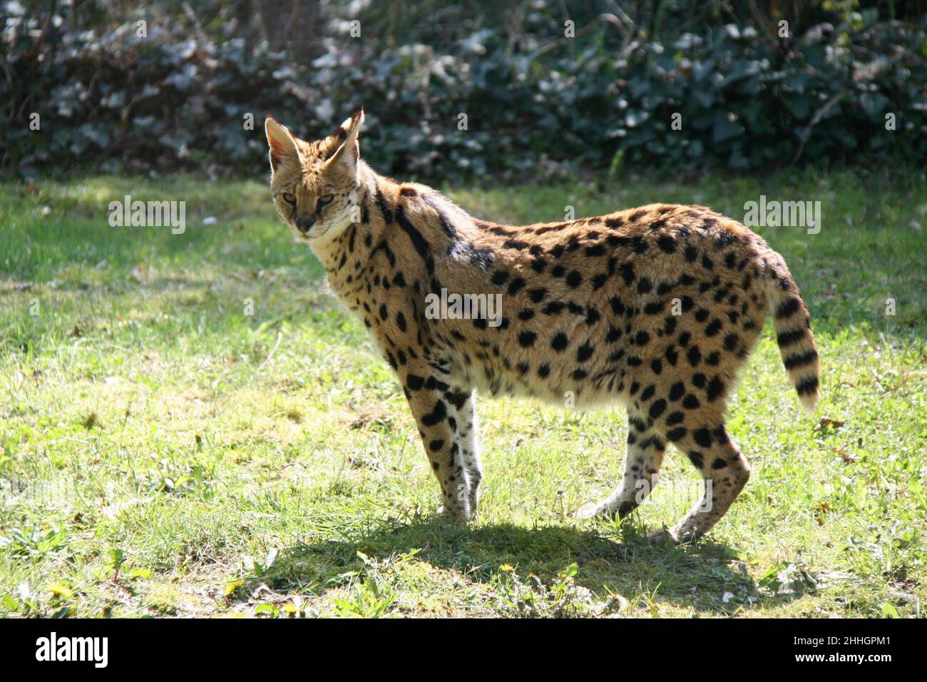 serval in a zoo in france Stock Photo - Alamy