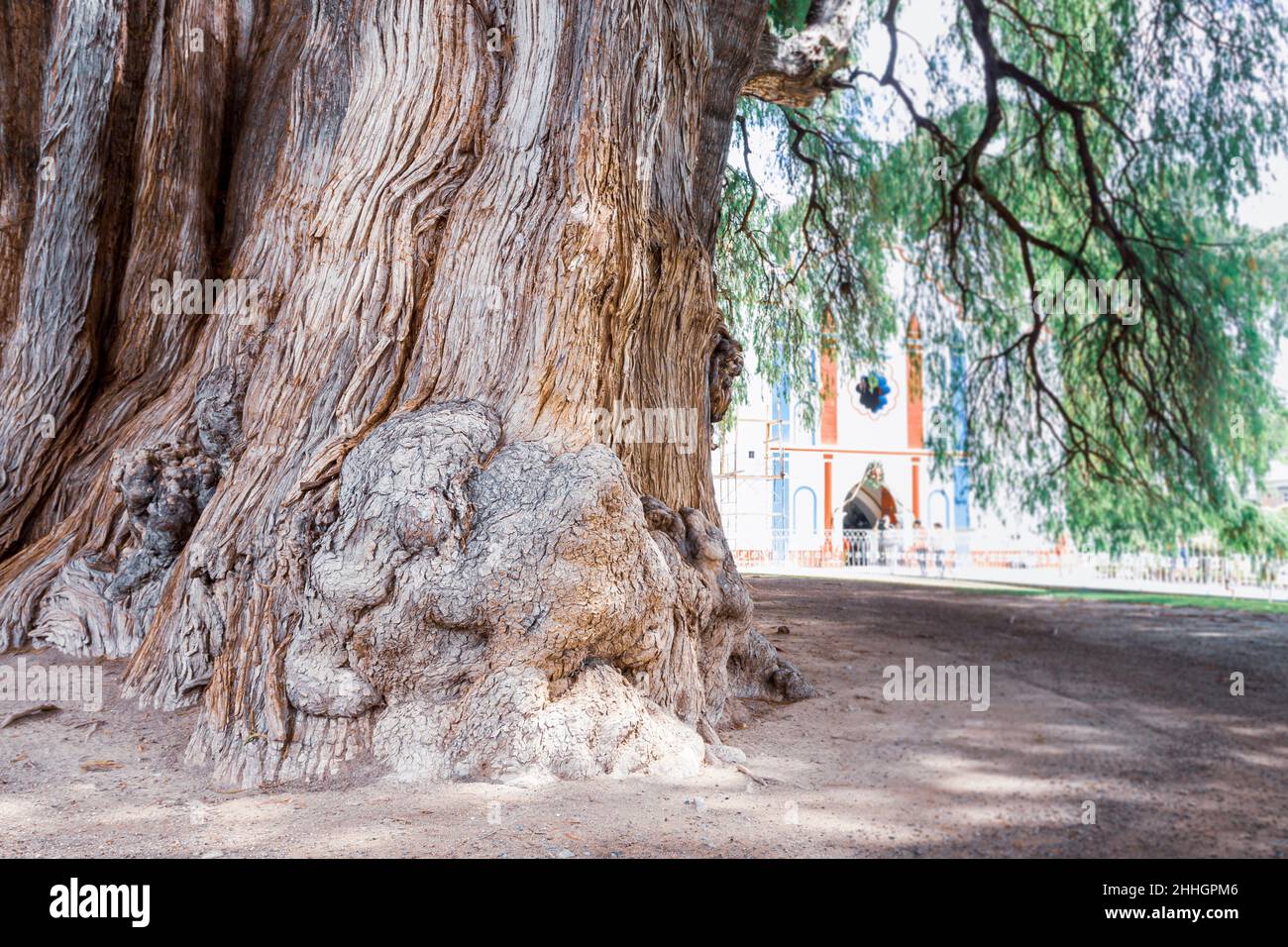 Gigantic Tree Trunk Biggest tree called Tule. Santa maria del tule ...