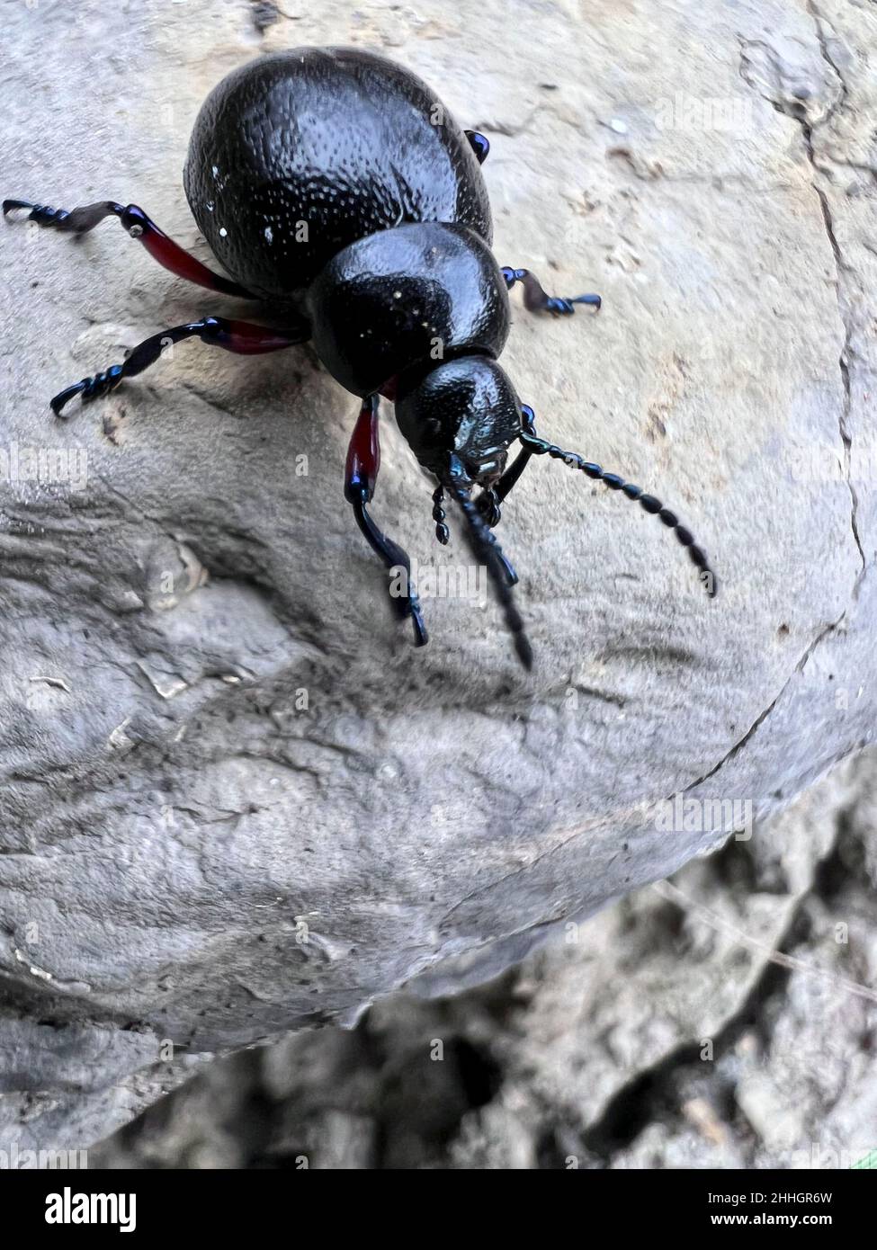 beach beetle on a rock Stock Photo - Alamy