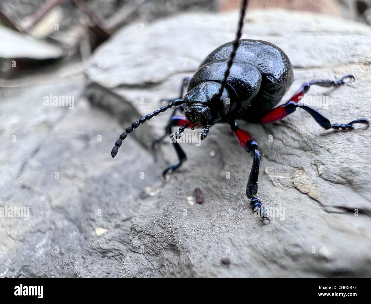 beach beetle on a rock Stock Photo - Alamy