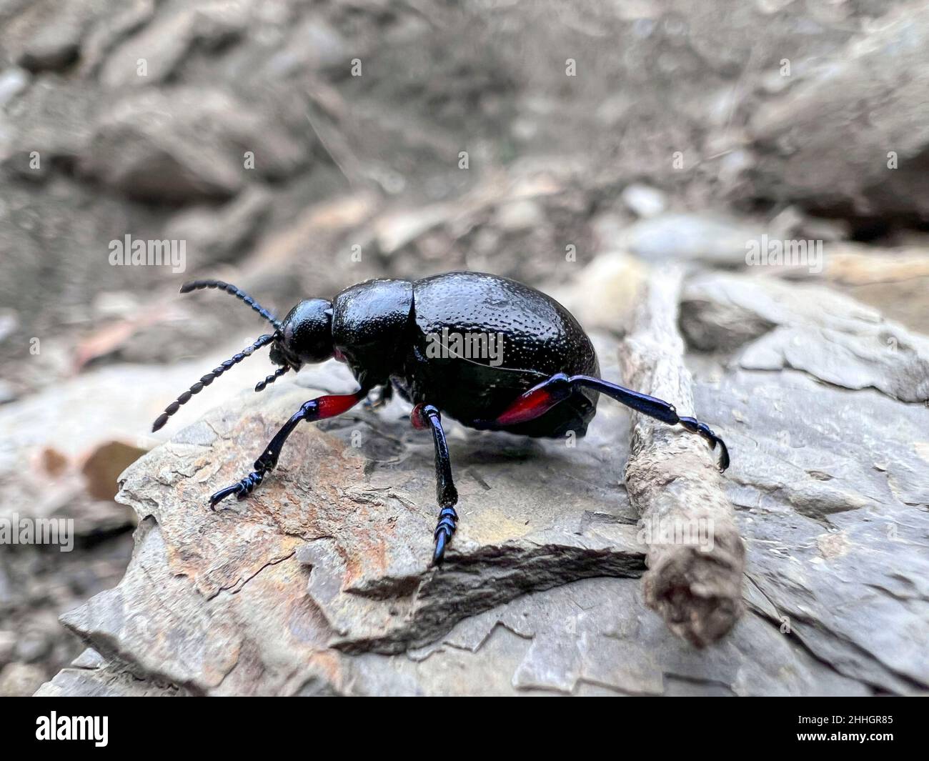 beach beetle on a rock Stock Photo - Alamy