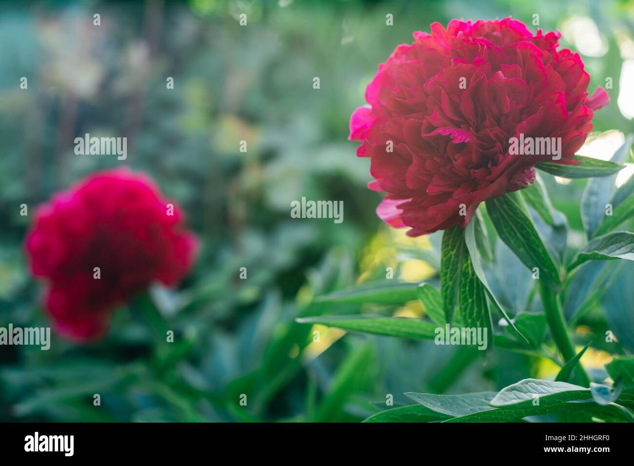 Burgundy peonies hi-res stock photography and images - Alamy