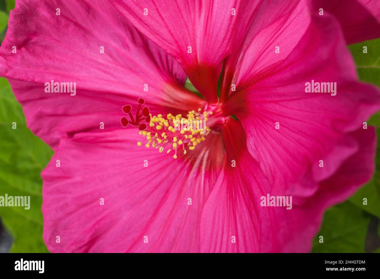 Hawaiian hibiscus full bloom hi-res stock photography and images - Alamy