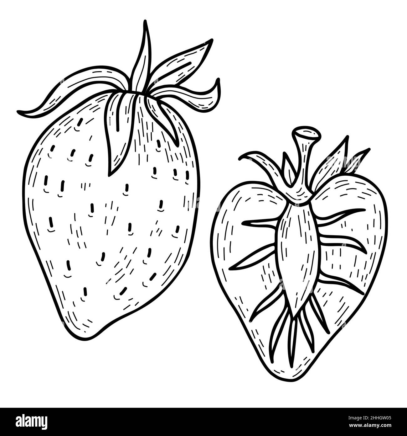 Set of vector hand drawn berry strawberry. Whole berry and half cut ...