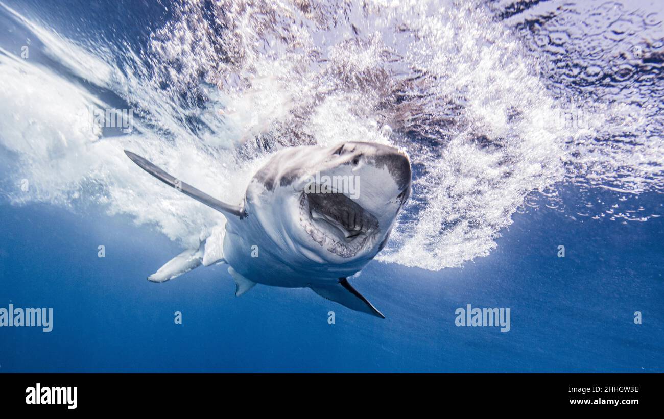 Mexico, Guadalupe Island, Great white shark in sea Stock Photo - Alamy
