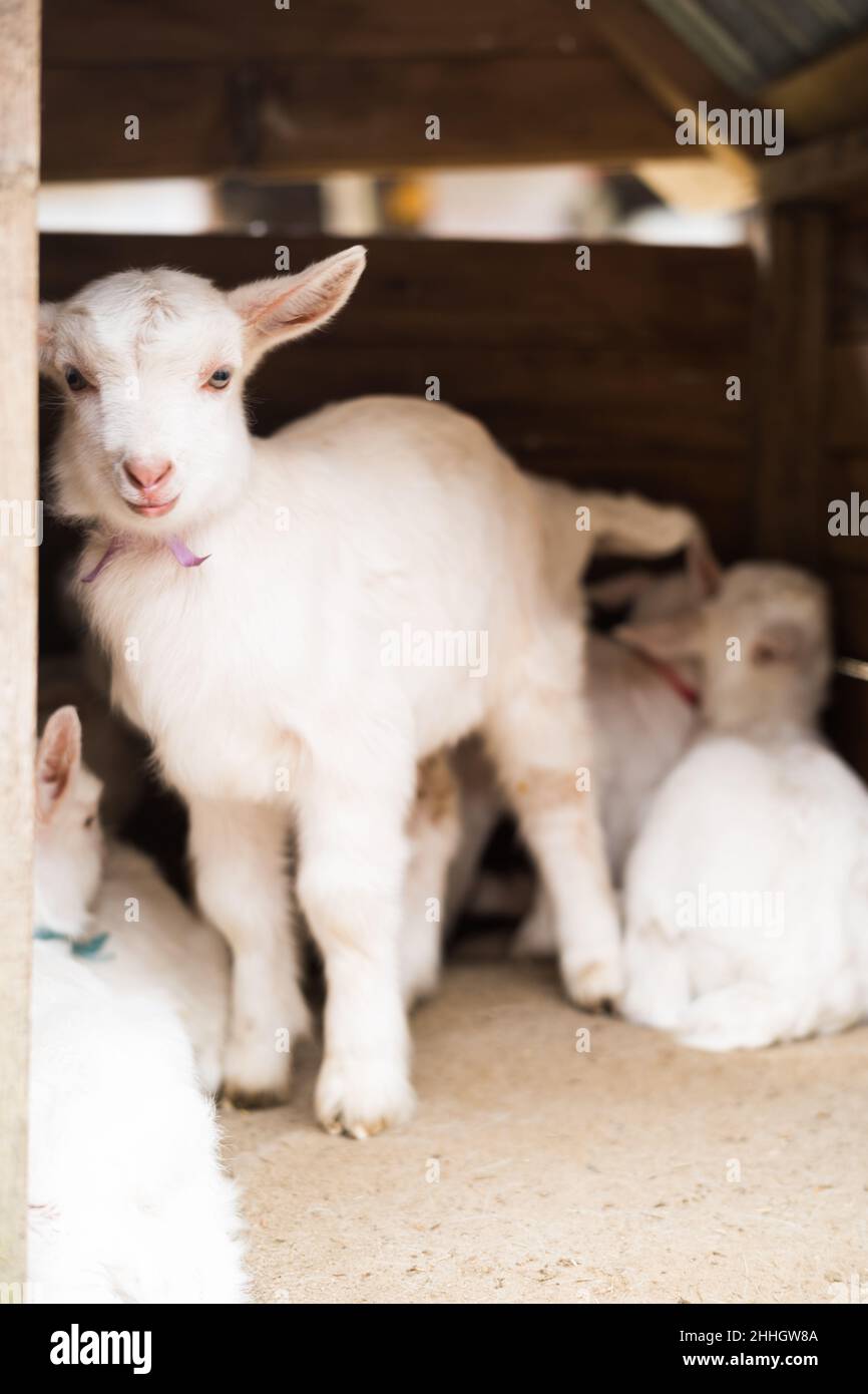 Baby goats in shed Stock Photo - Alamy