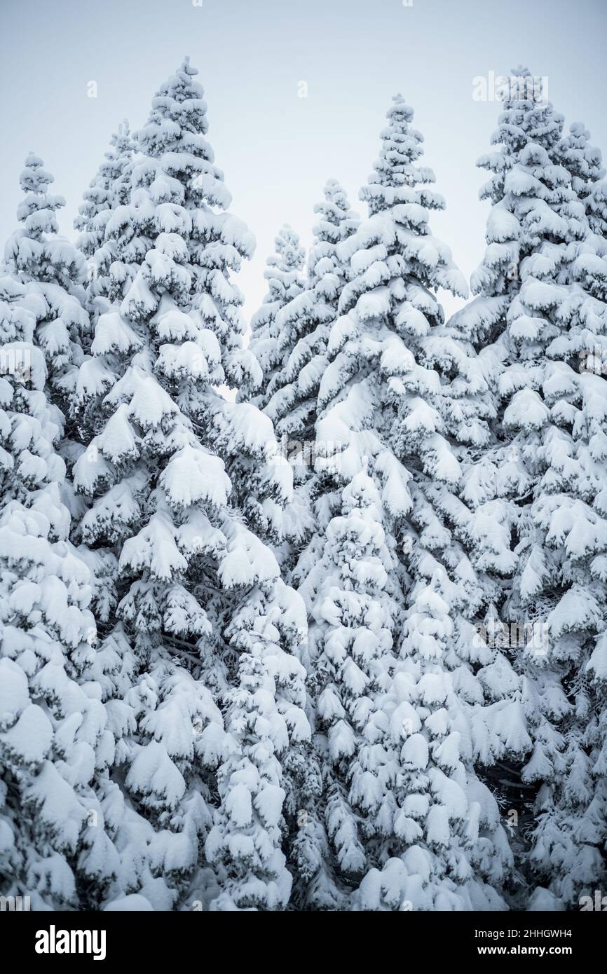 Snow covered coniferous trees Stock Photo - Alamy