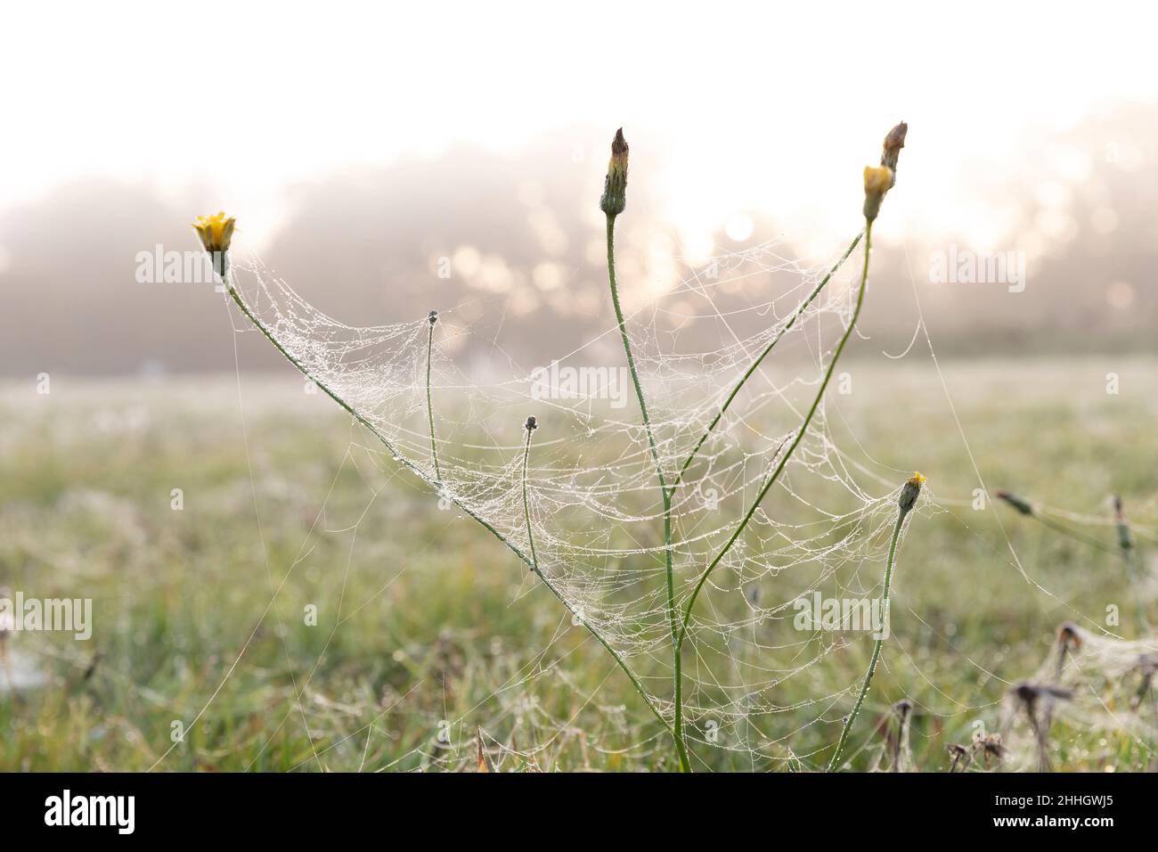 Dandelion spider hi-res stock photography and images - Alamy