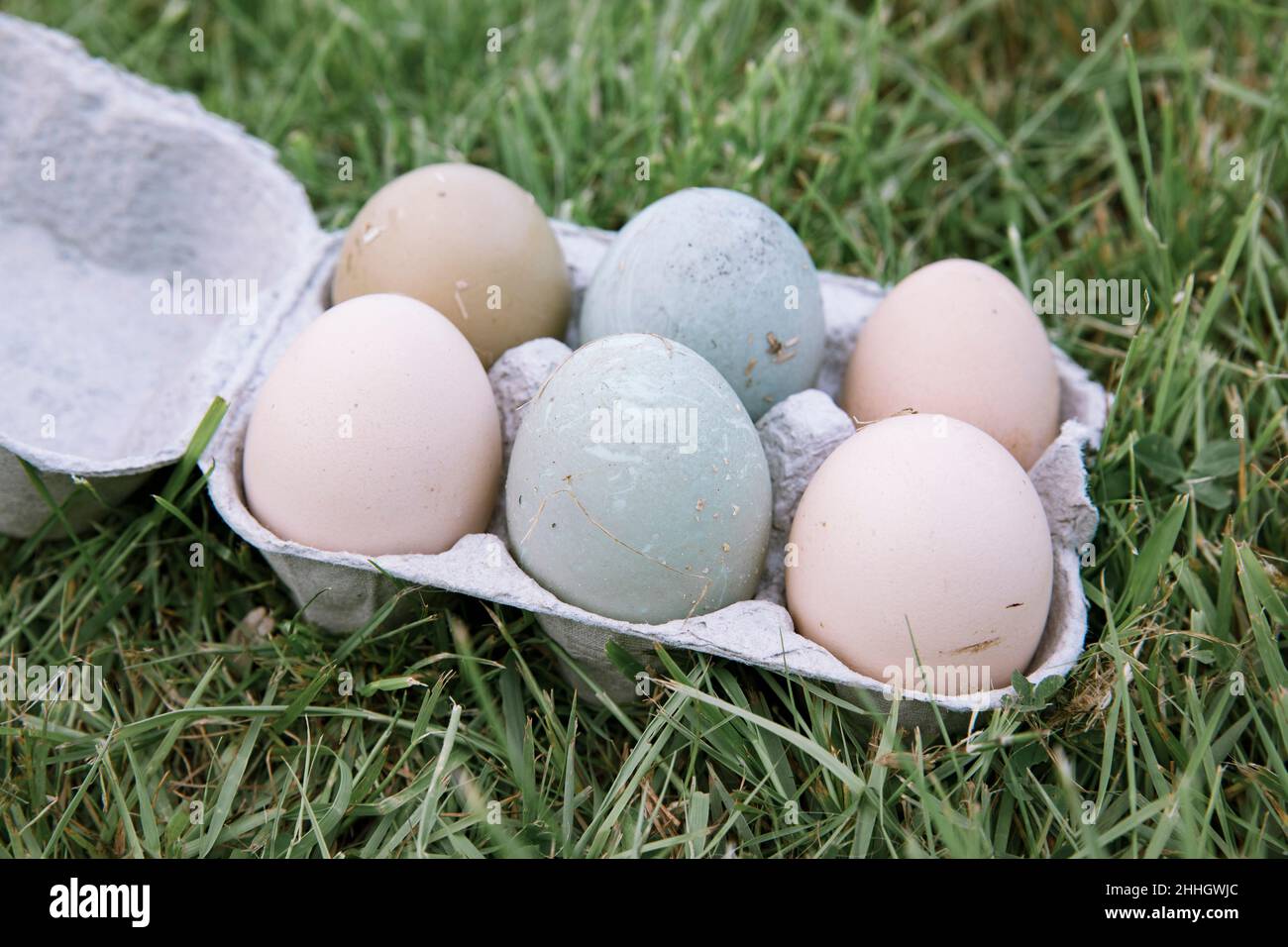 Free range eggs in carton on grass Stock Photo - Alamy