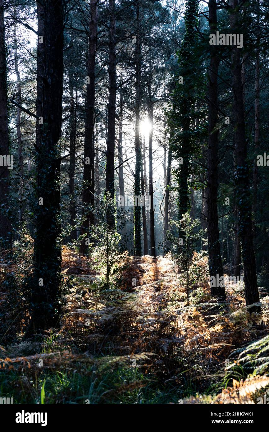 Sun shining through trees in forest Stock Photo - Alamy