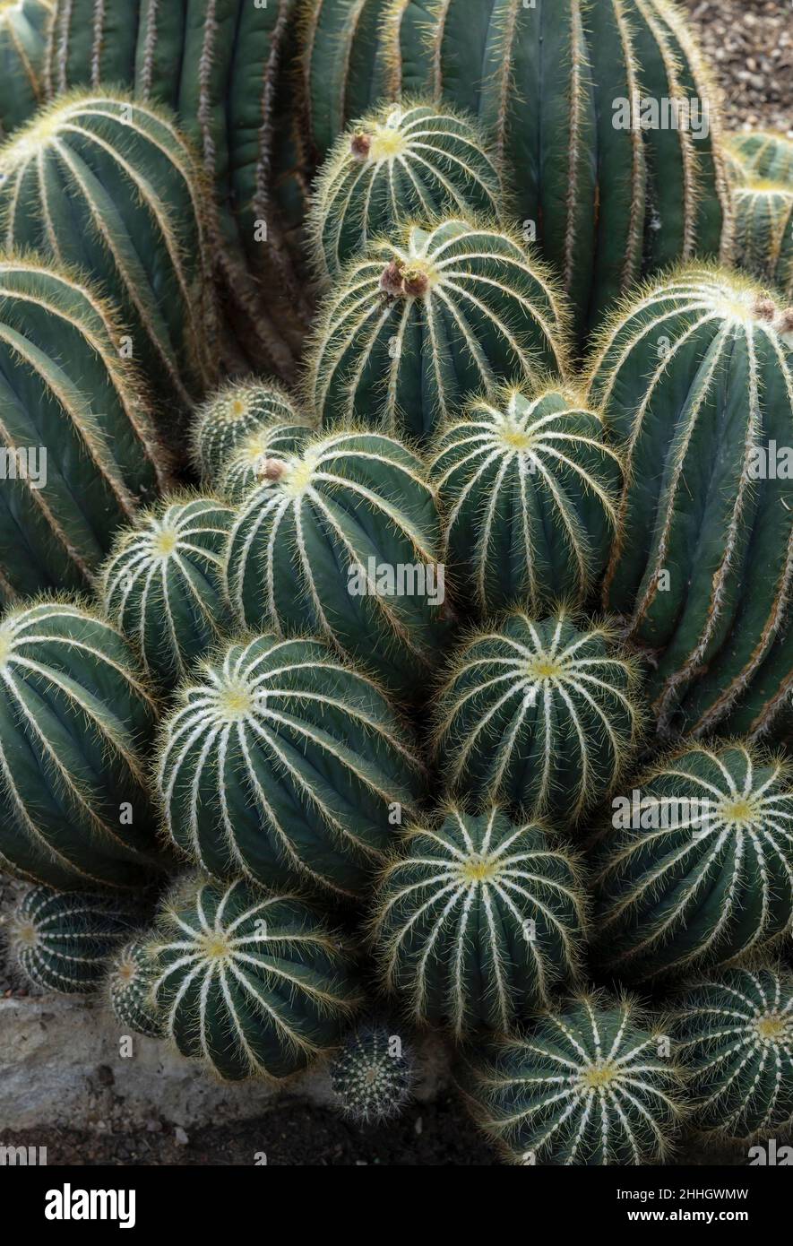 Argentine giant cactus hi-res stock photography and images - Alamy