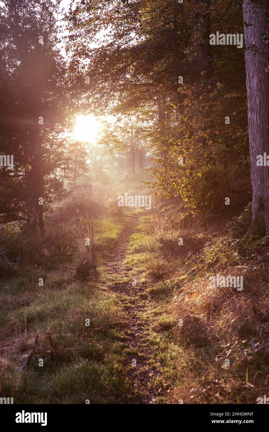Trees plants in forest back lit hi-res stock photography and images - Alamy