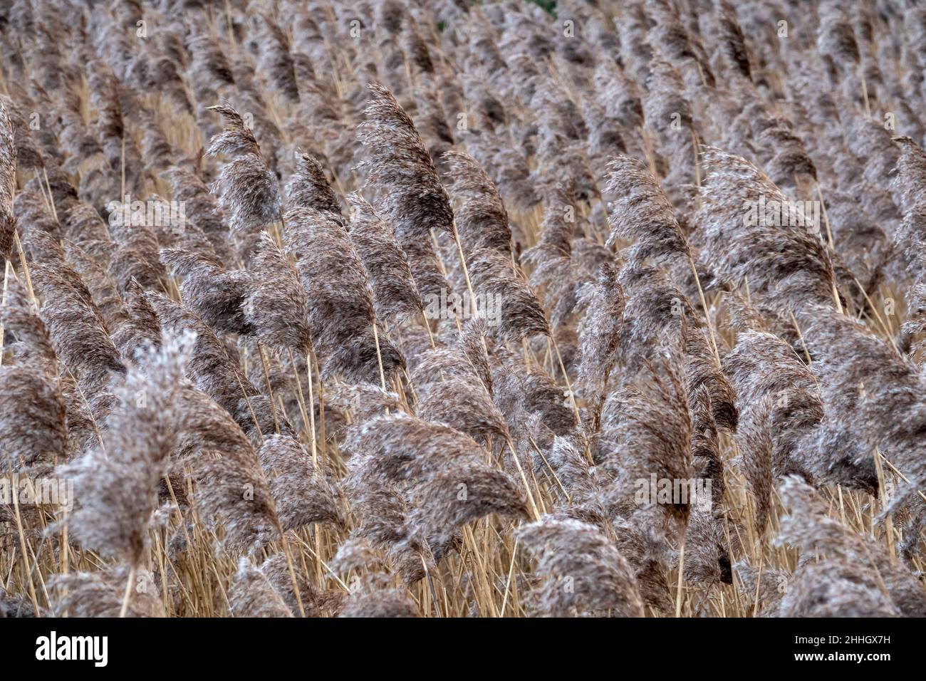 Reed grasses hi-res stock photography and images - Alamy