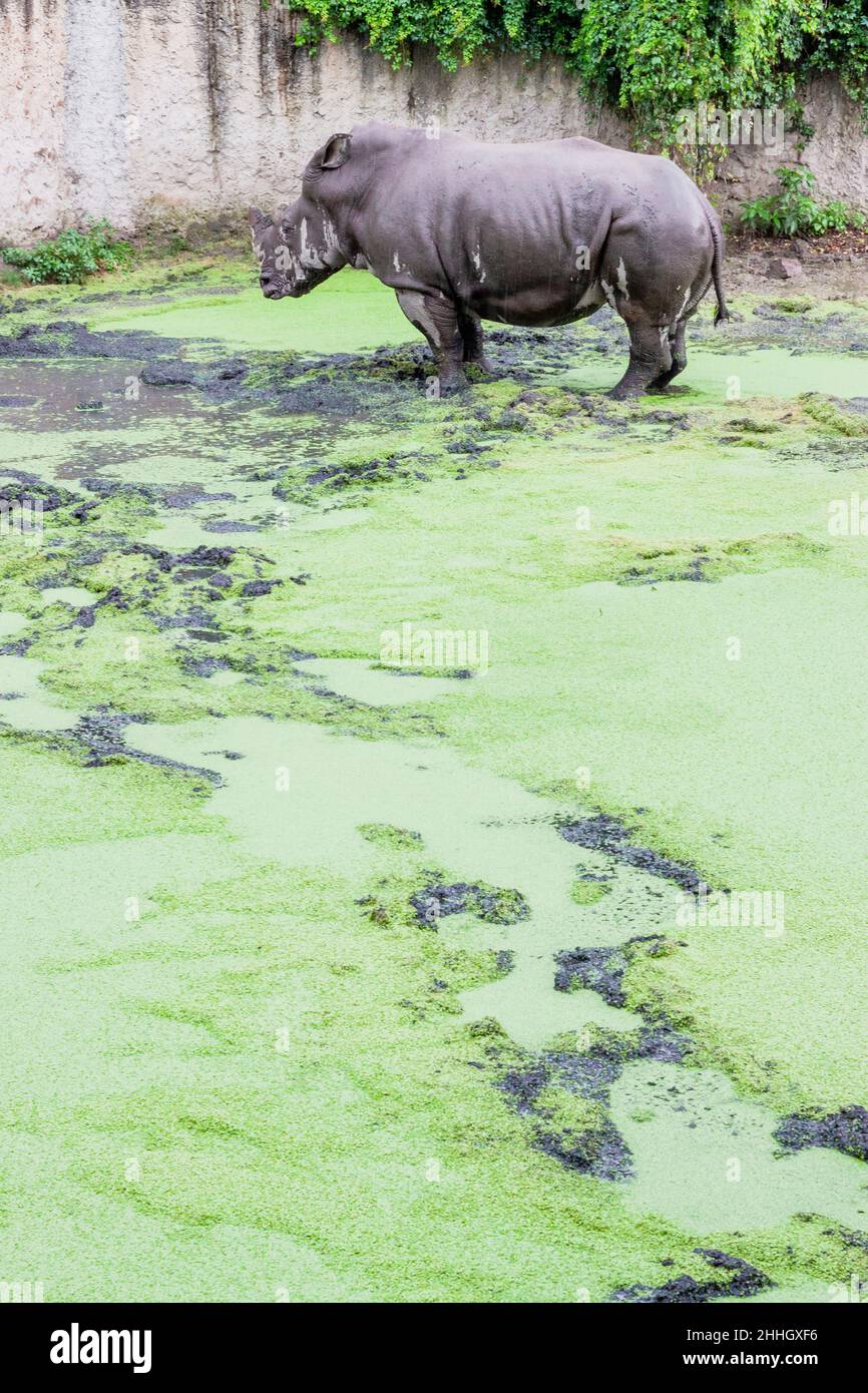 Side view of rhino in mud. Guadalajara, Mexico Stock Photo - Alamy