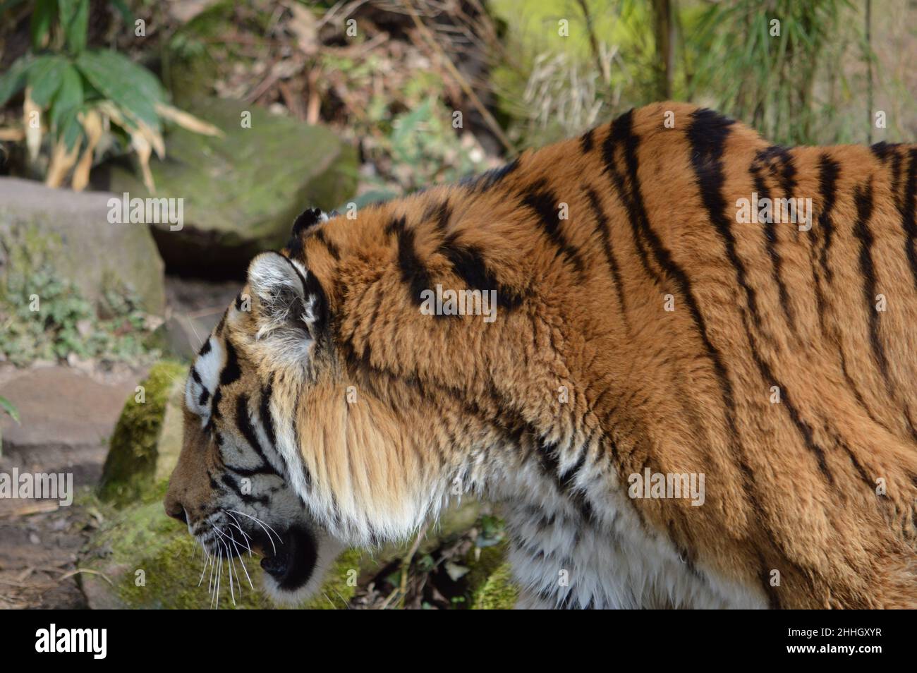 Tiger jagen hi-res stock photography and images - Alamy