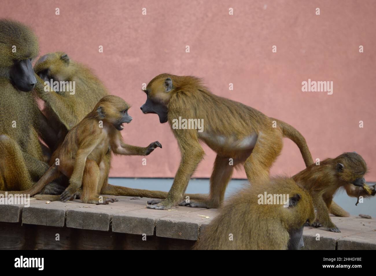 Kleine affen hi-res stock photography and images - Alamy