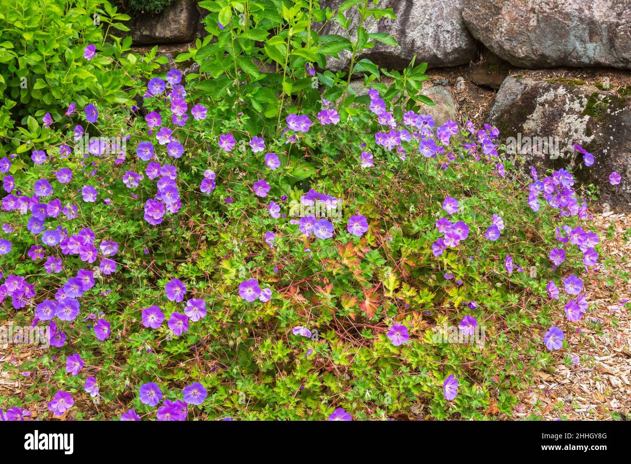 Geranium 'Johnson's Blue' - Cranesbill in rock edged mulch border in ...