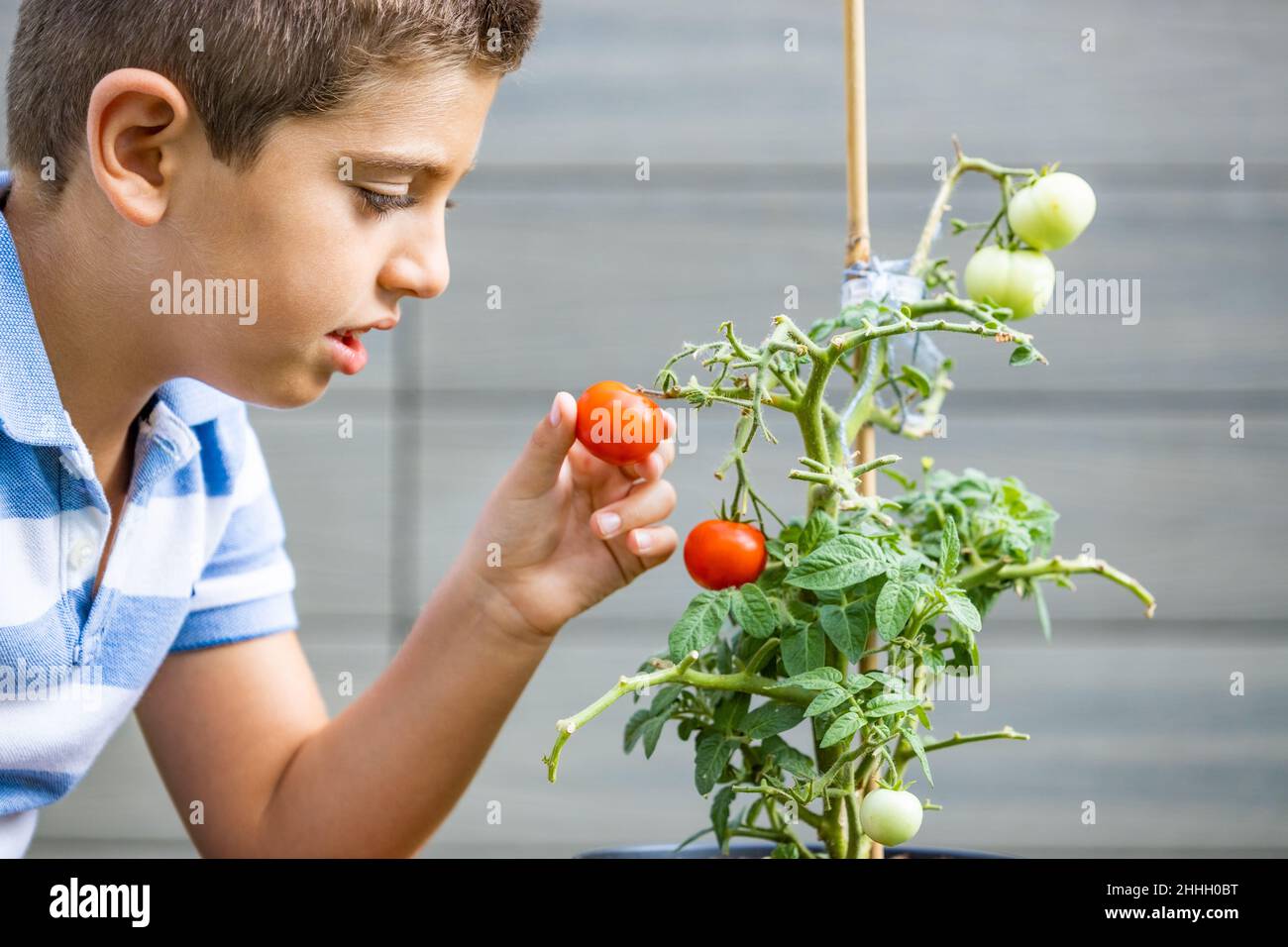 Boy picking tomatoes from a tomato plant at home Stock Photo - Alamy