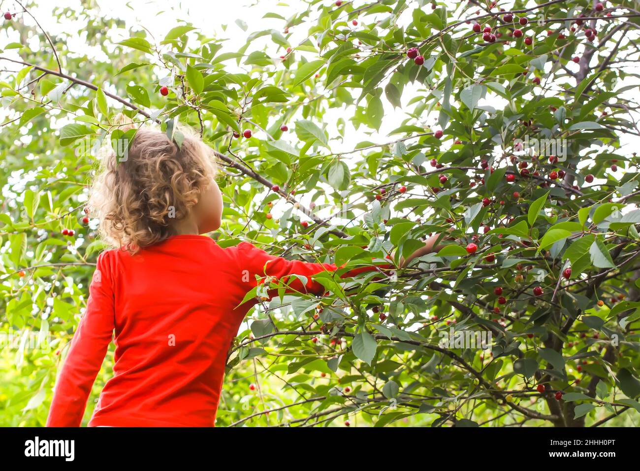 Little girl collecting ripe cherries on cherry tree in a summer garden ...
