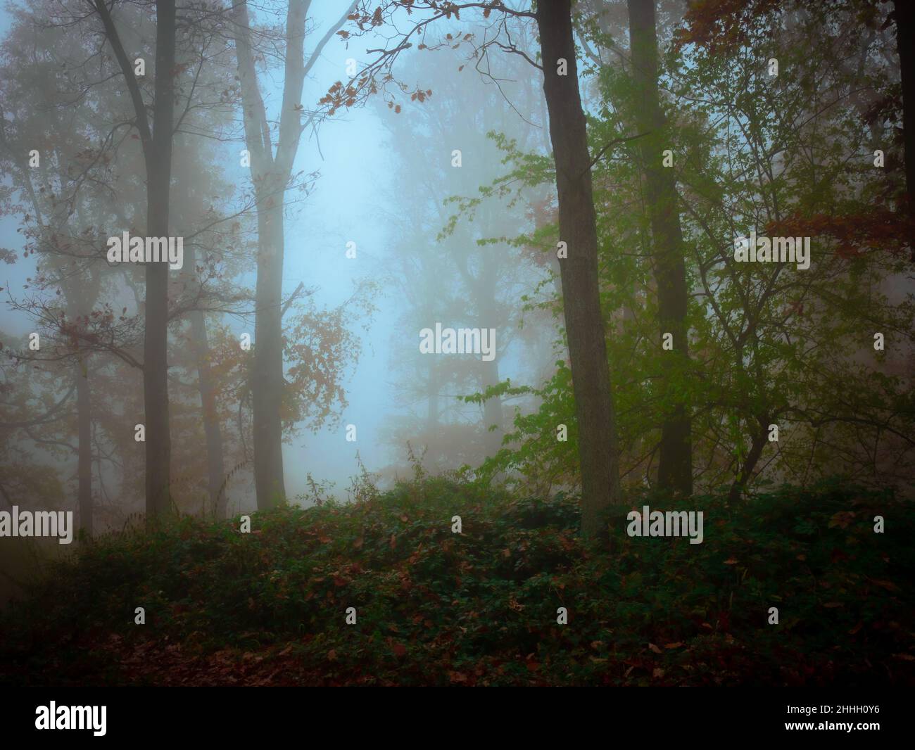 Mysterious foggy forest, colorful foliage, leafs,fog,tree trunks ...