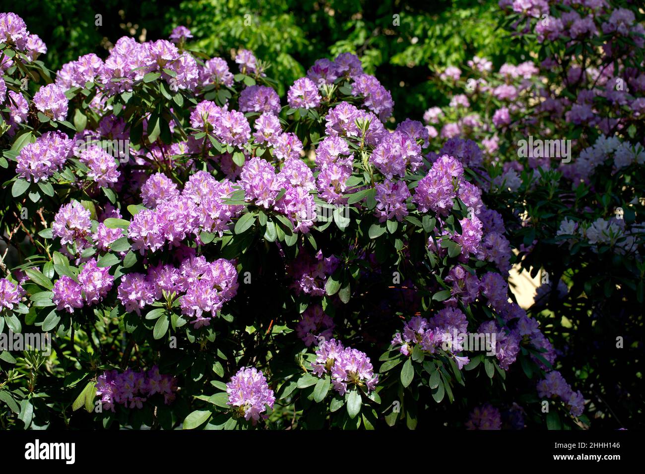 beautiful pink Rhododendron tree blossoms Stock Photo - Alamy
