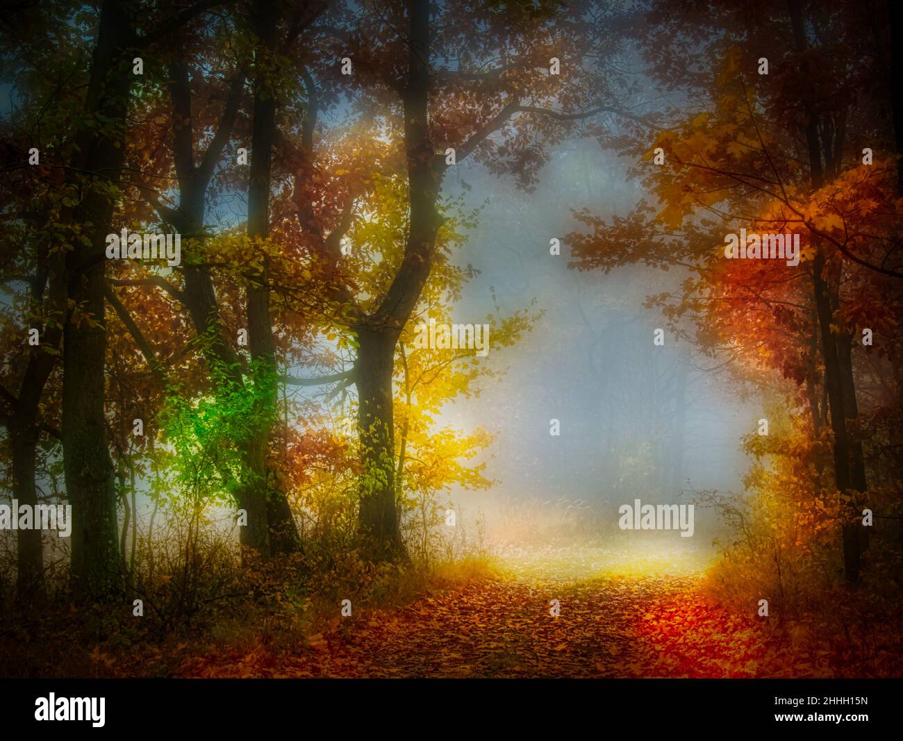 Mysterious foggy forest, forest road, trees, colorful foliage, leafs ...