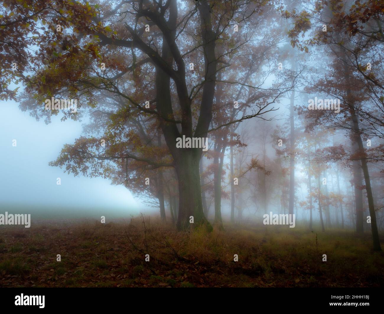 Mysterious foggy forest, colorful foliage, leafs,fog,tree trunks ...