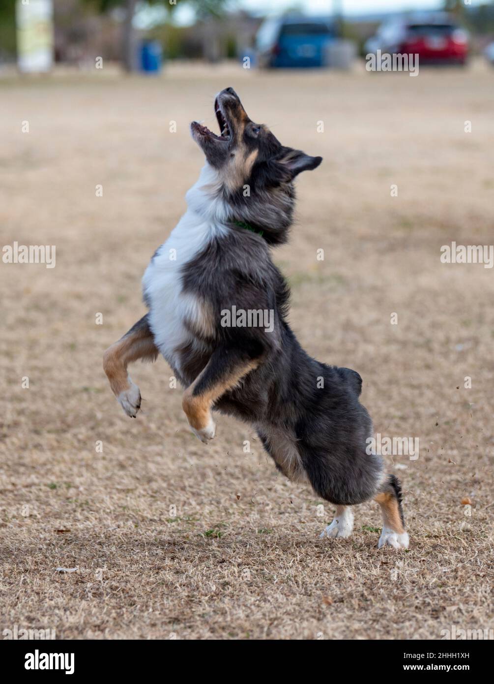 A jumping border collie at the park playing disc Stock Photo - Alamy