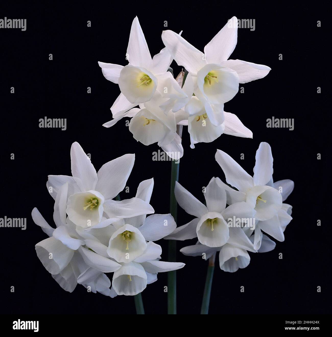 Multi headed daffodils hi-res stock photography and images - Alamy