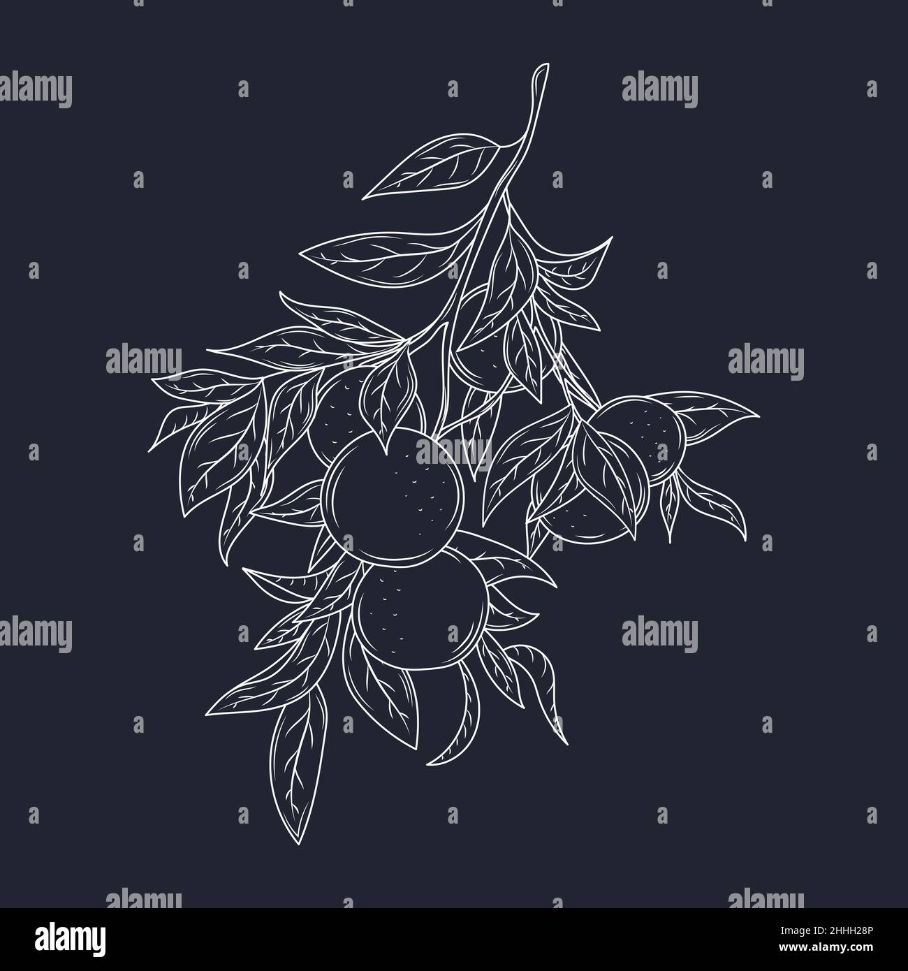 Mandarin, branch with leaves, orange Citrus,Hand drawn sketch set ...