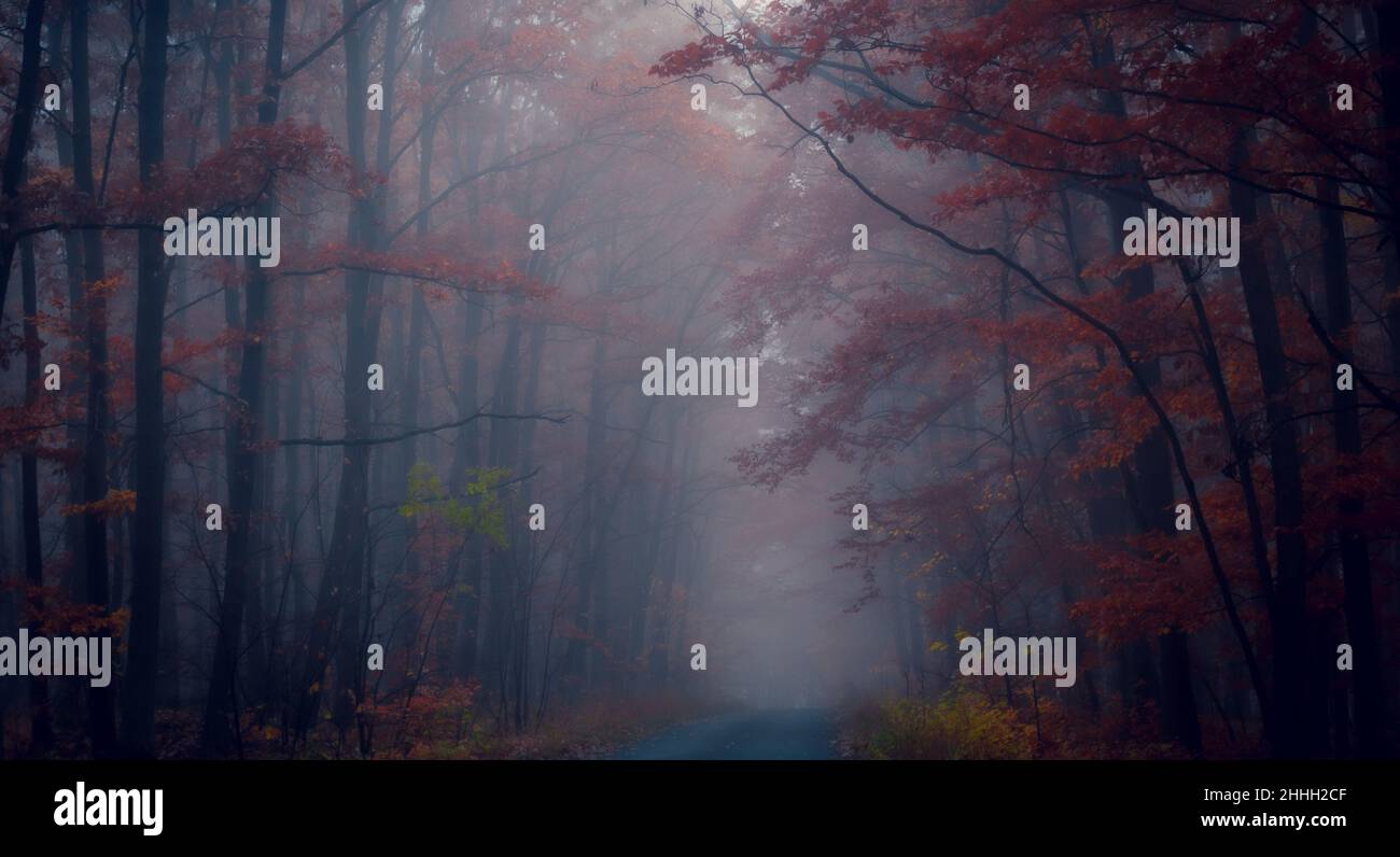 Mysterious foggy forest, forest road, trees, colorful foliage, leafs ...