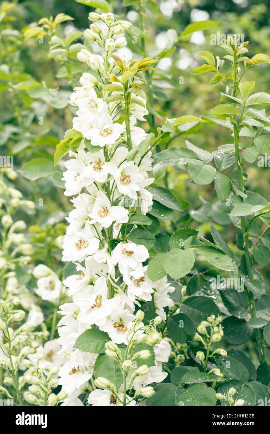 Gorgeous white double flowers of delphinium blossoming in organic ...